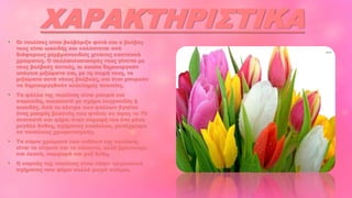 εργασια για τα φυτα τσουγα ζωη μιχαηλιδου μαρια | PPTX