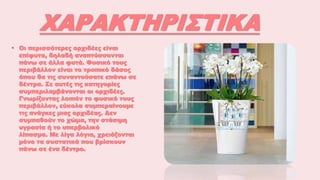 εργασια για τα φυτα τσουγα ζωη μιχαηλιδου μαρια | PPTX