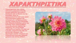 εργασια για τα φυτα τσουγα ζωη μιχαηλιδου μαρια | PPTX