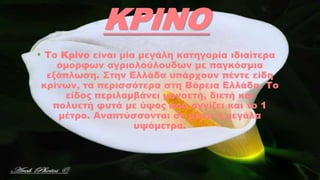 εργασια για τα φυτα τσουγα ζωη μιχαηλιδου μαρια | PPTX