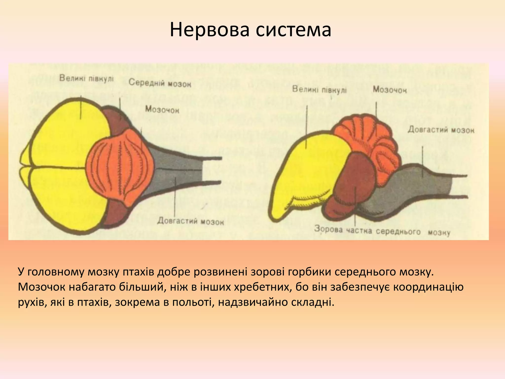 Внутрішня будова та особливості життєдіяльності птахів Ppt