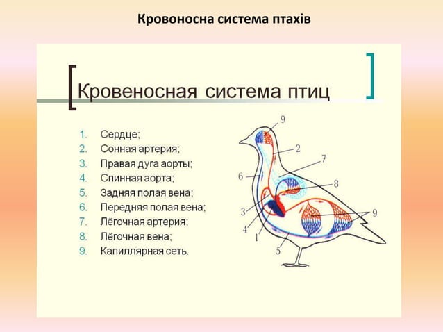 Внутрішня будова та особливості життєдіяльності птахів Ppt
