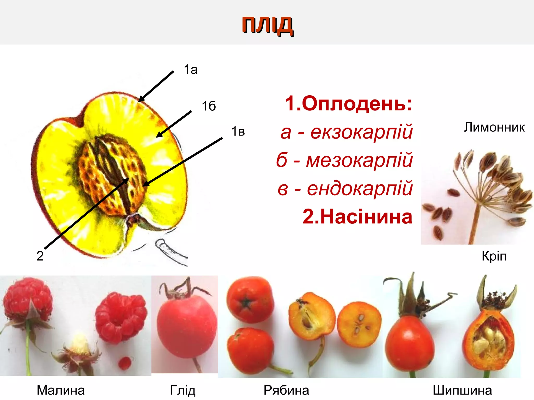 anatomy of fruits | PPT