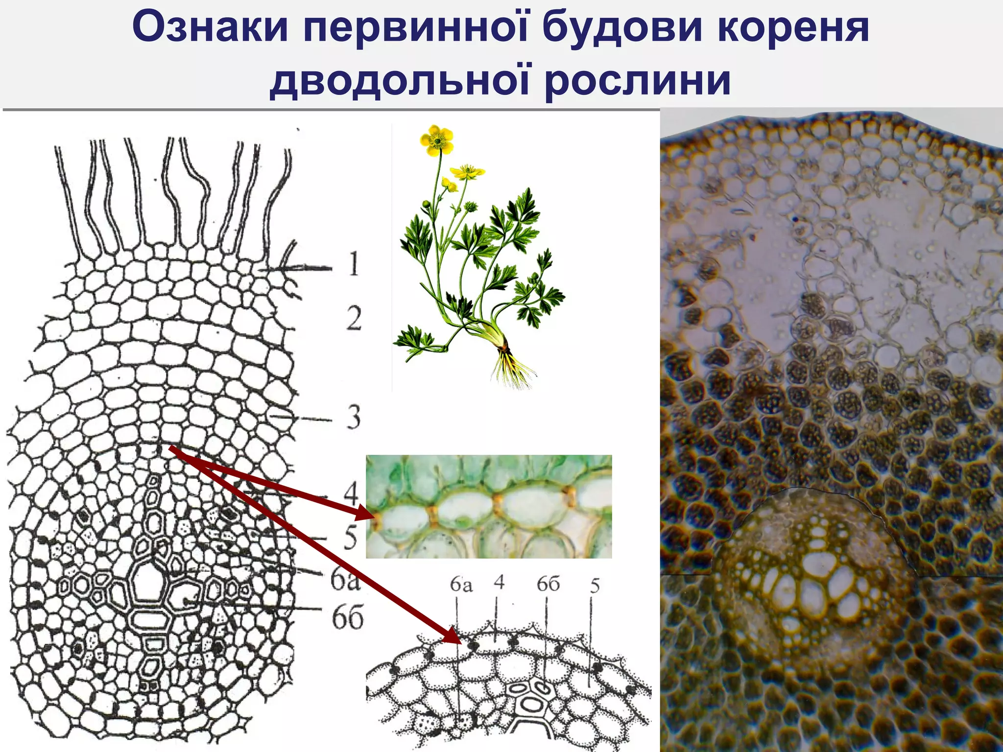 anatomy of the roots | PPT