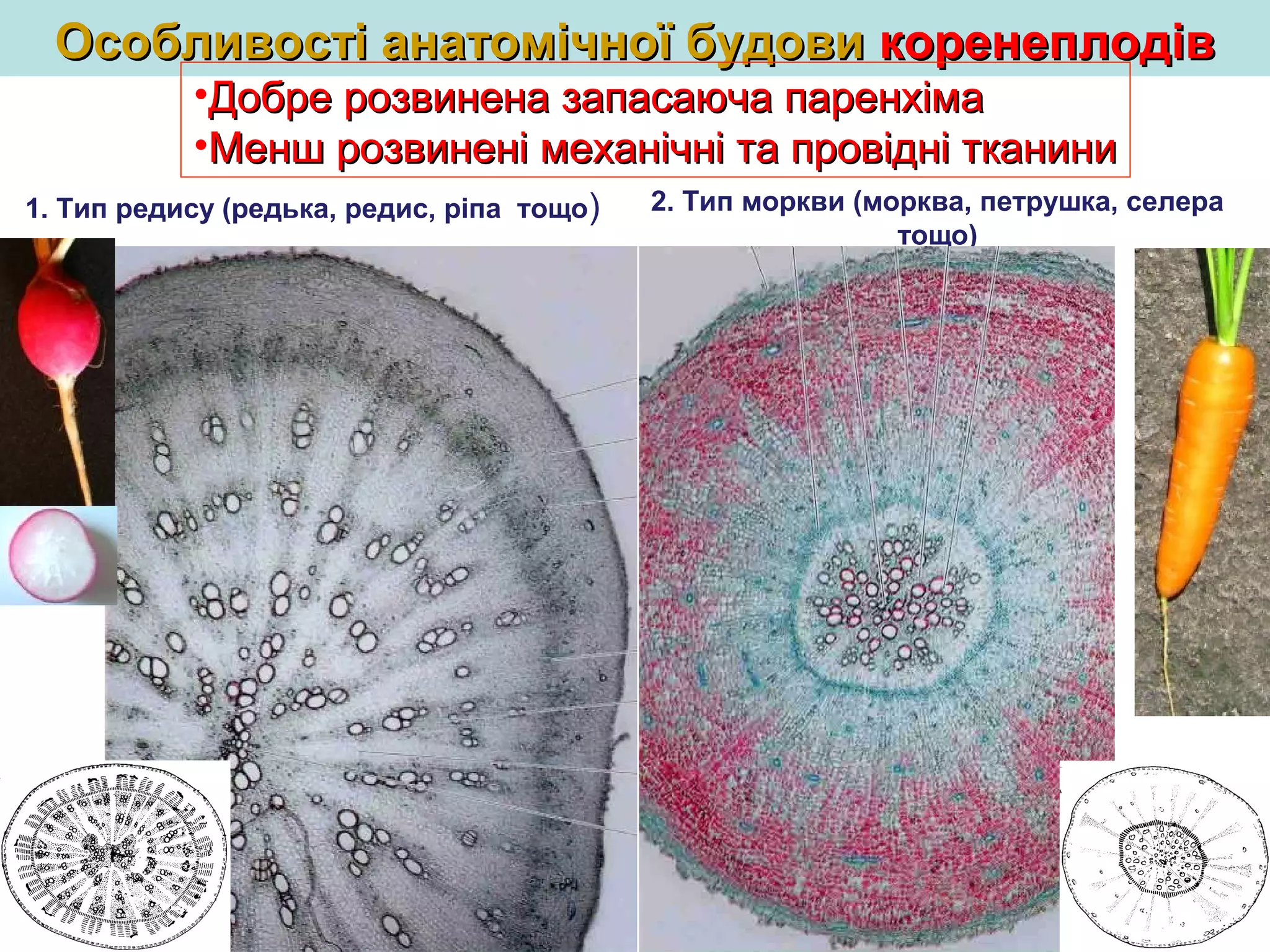 anatomy of the roots | PPT