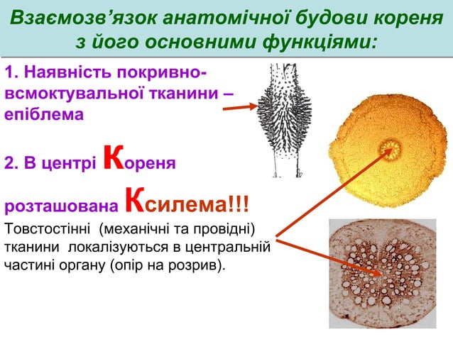 anatomy of the roots | PPT