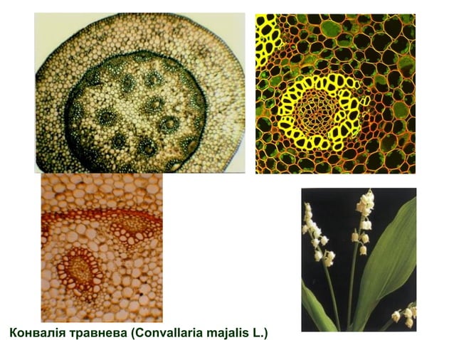 anatomy of rhizome | PPT