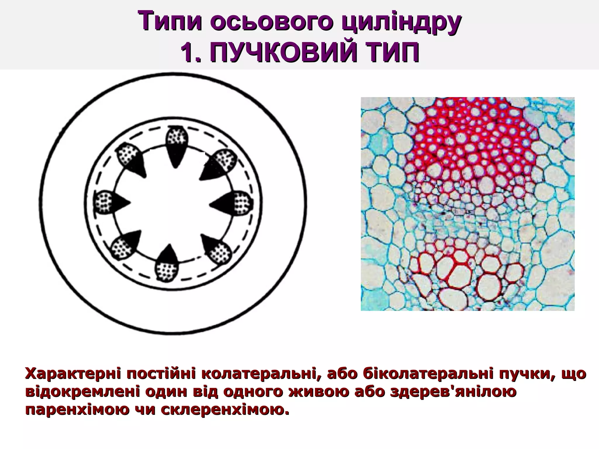 anatomy of the stem | PPT