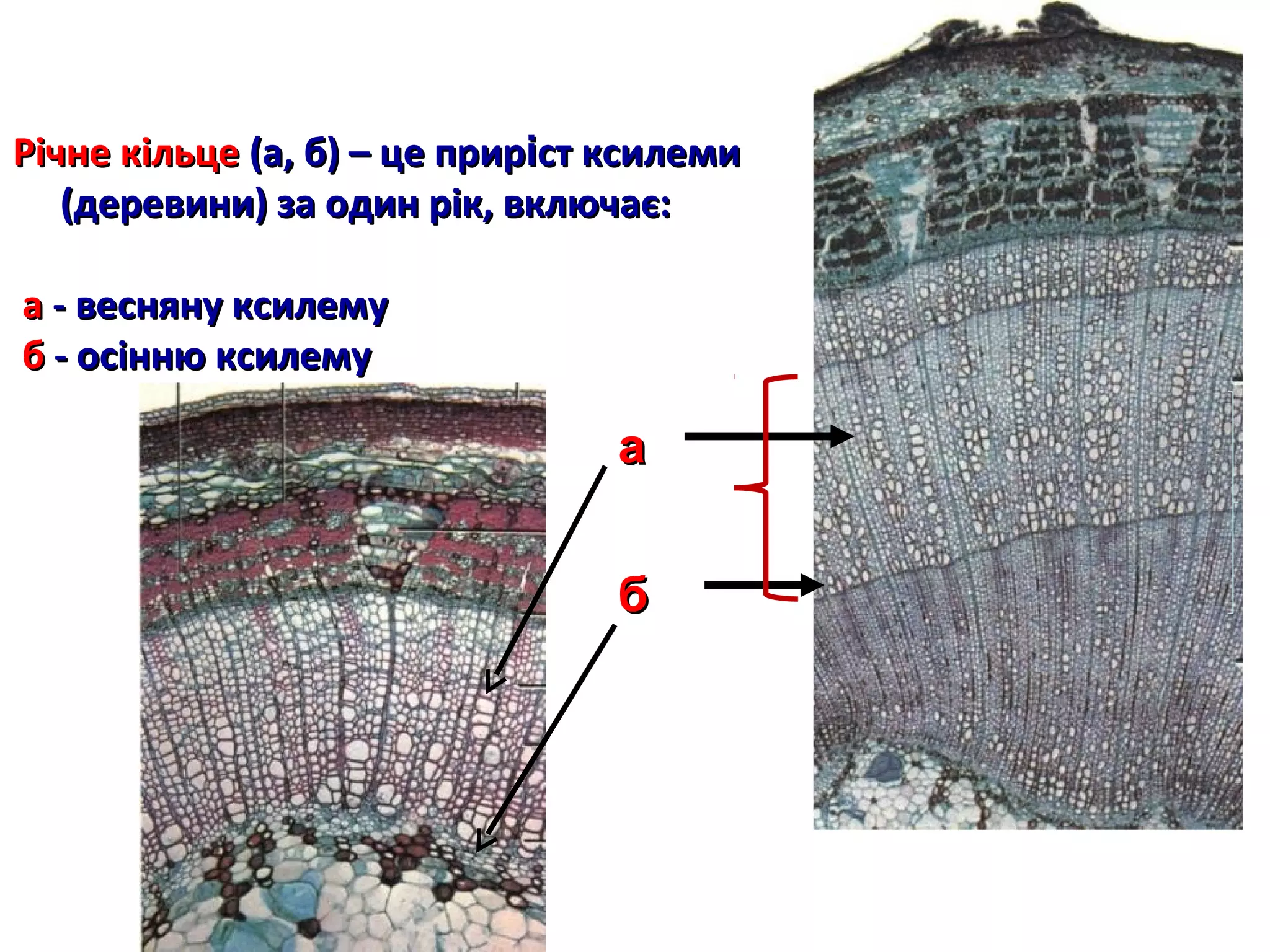 anatomy of the stem | PPT