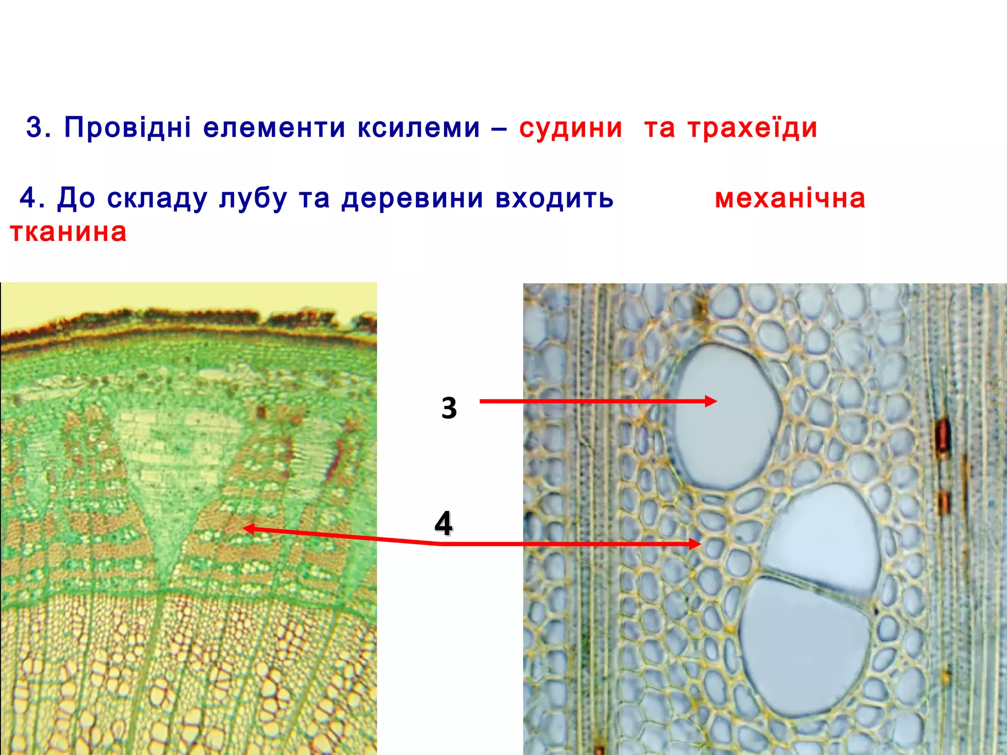 anatomy of the stem | PPT
