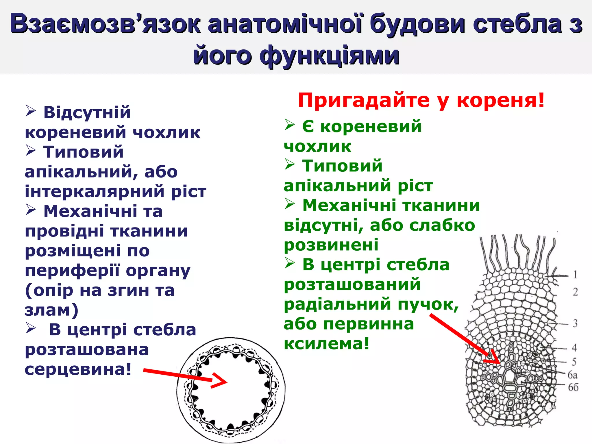 anatomy of the stem | PPT