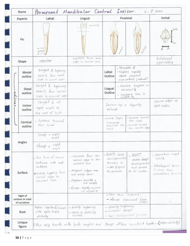 Dental Anatomy _or_ Morphology _ BDS_ ISNC | PDF