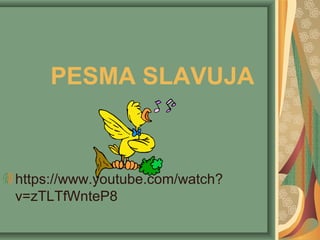 Slavuj, Mia Pavlov | PPT