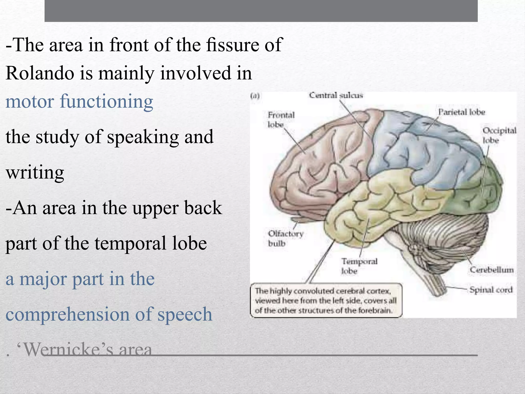 language and brain | PPT