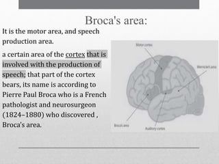 language and brain | PPT