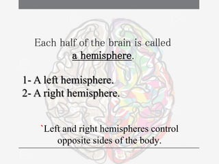 language and brain | PPT