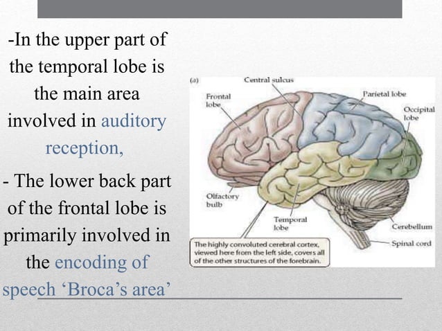 language and brain | PPT