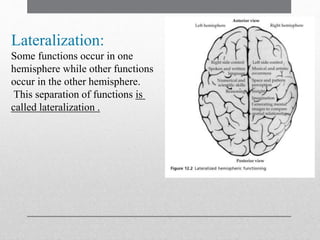 language and brain | PPT