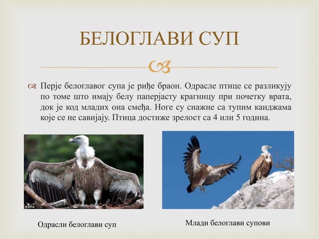 Beloglavi sup, Katarina Despotović | PPTX