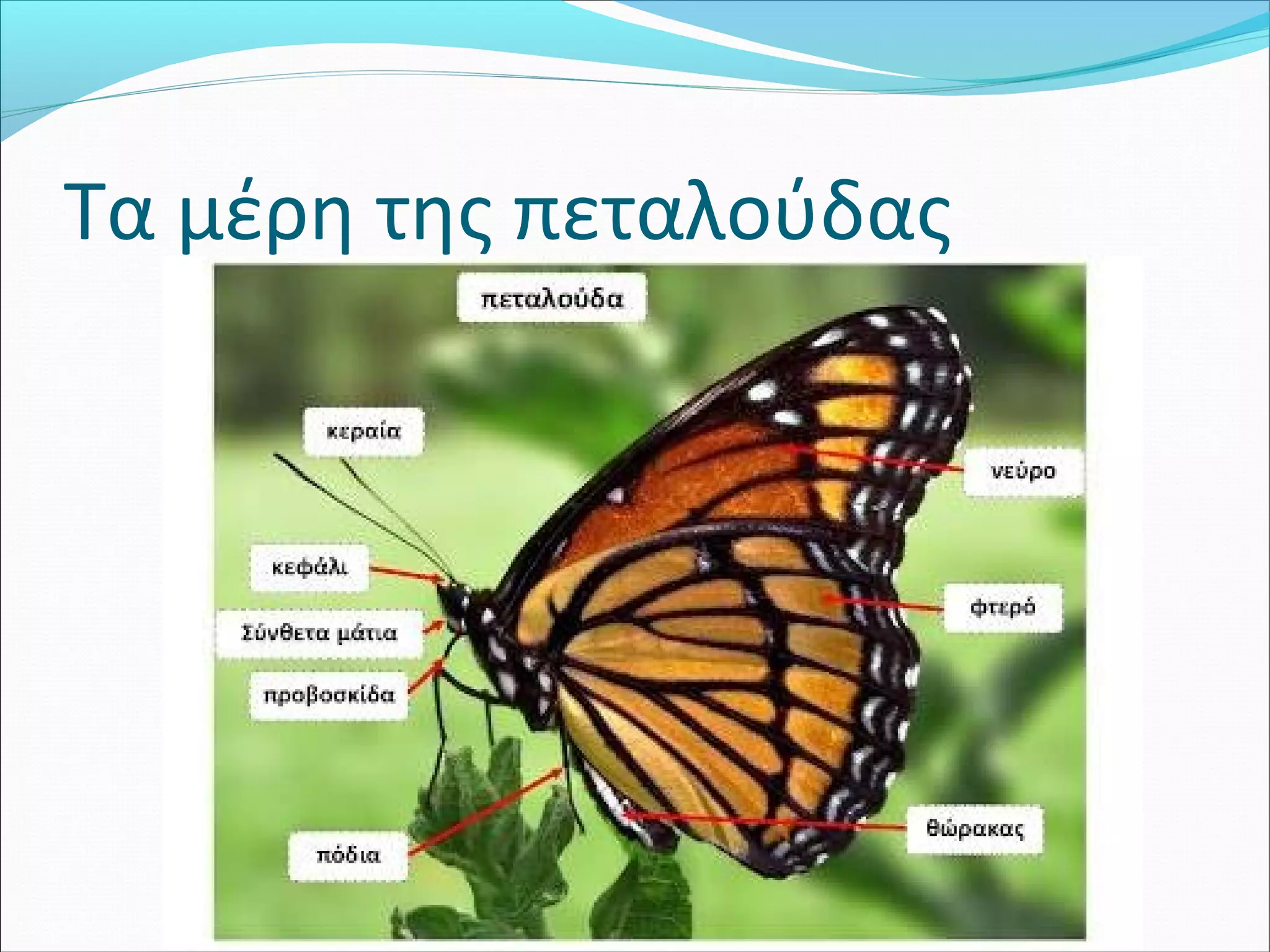 ο κύκλος ζωής της πεταλούδας. | PPT