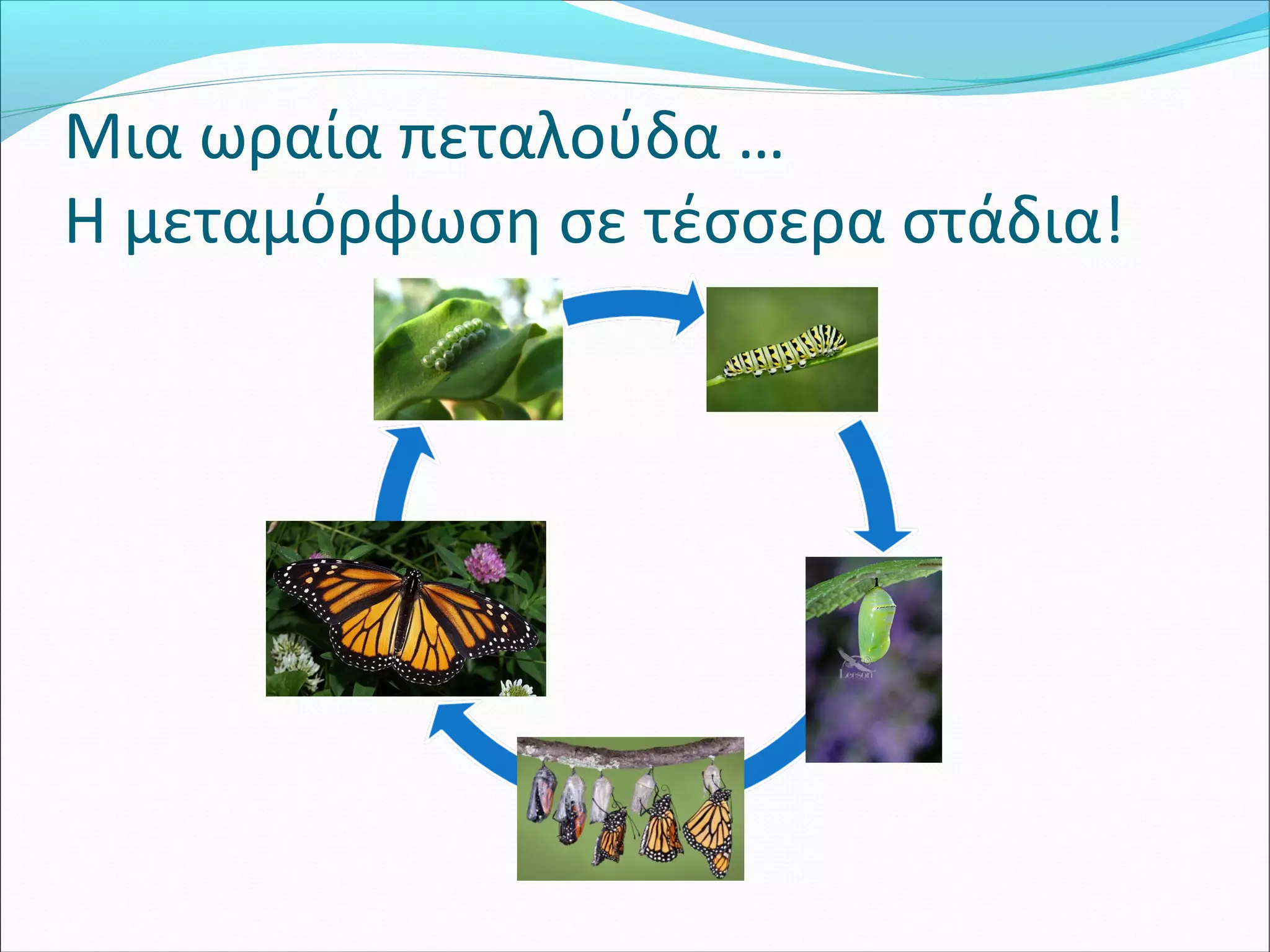 ο κύκλος ζωής της πεταλούδας. | PPT