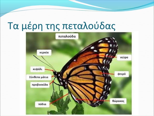 ο κύκλος ζωής της πεταλούδας. | PPT