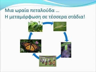 ο κύκλος ζωής της πεταλούδας. | PPT
