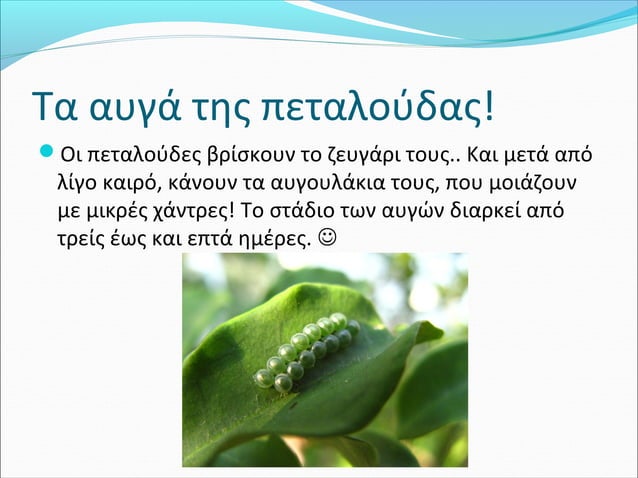 ο κύκλος ζωής της πεταλούδας. | PPT