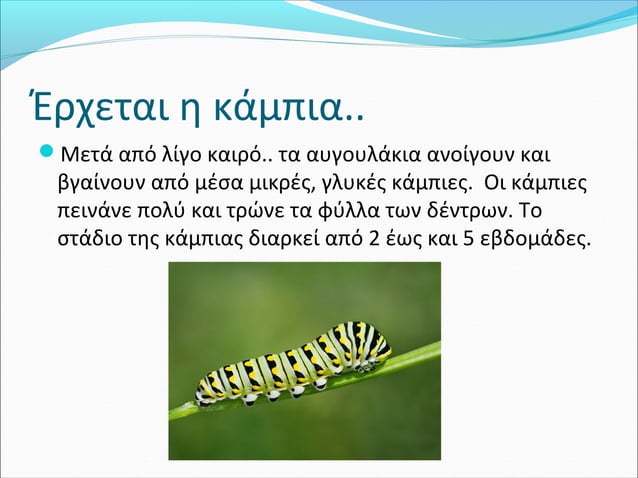 ο κύκλος ζωής της πεταλούδας. | PPT