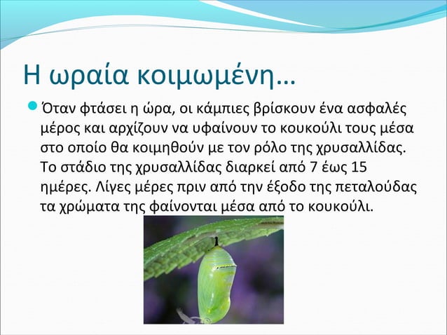 ο κύκλος ζωής της πεταλούδας. | PPT