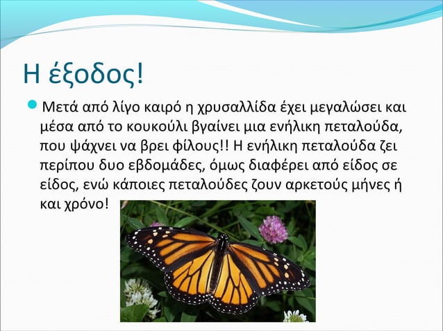 ο κύκλος ζωής της πεταλούδας. | PPT