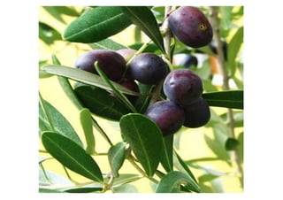 Ελια εποπτικό | PPT