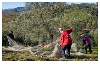 Ελια εποπτικό | PPT