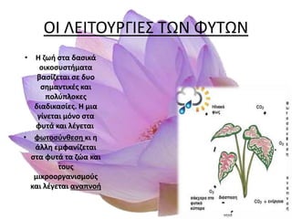 τα φυτα | PPTX