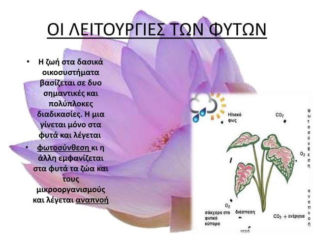 τα φυτα | PPT