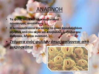 τα φυτα | PPTX
