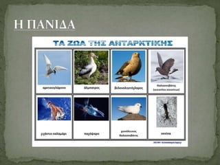 η ζωη στις πολικες περιοχες | PPTX