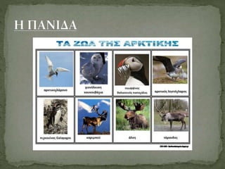 η ζωη στις πολικες περιοχες | PPTX