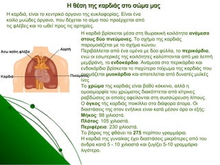 κυκλοφορικό σύστημα | PPS