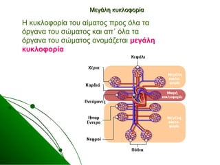 κυκλοφορικό σύστημα | PPS