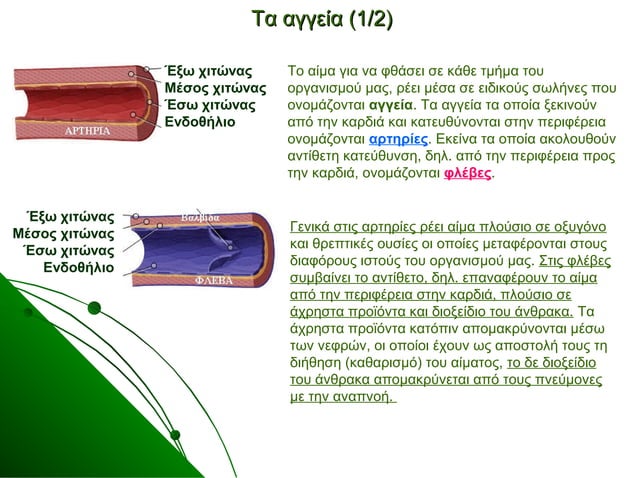 κυκλοφορικό σύστημα | PPS
