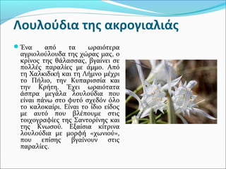 τα φυτά τελική παρουσίαση διορθωμένη | PPT