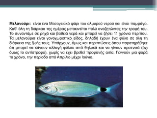 είδη ψαριών στις ελληνικές θάλασσες τελικό όλης ομάδας διορθωμένη | PDF
