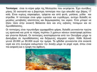 είδη ψαριών στις ελληνικές θάλασσες τελικό όλης ομάδας διορθωμένη | PDF
