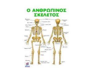 Το σώμα | PPT