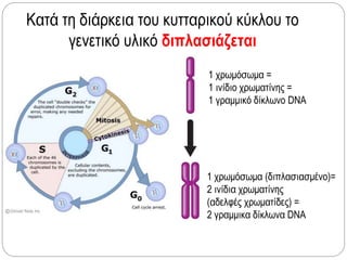 Mίτωση | PPTX