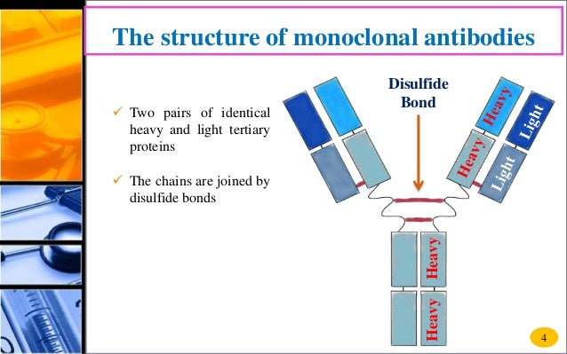 Post-translational modification of monoclonal antibodies