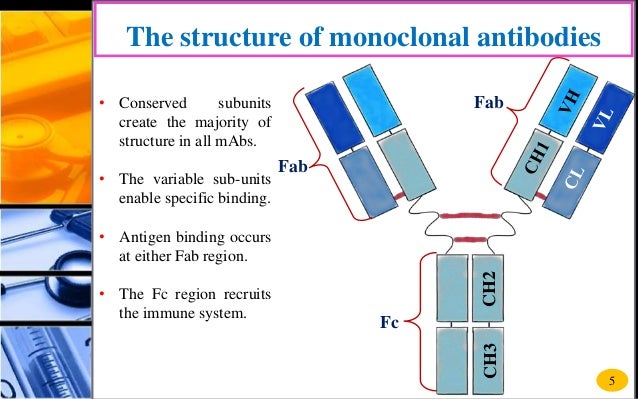 Post-translational modification of monoclonal antibodies