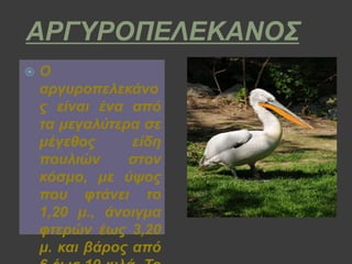 Πουλιά Αξιού | PPT
