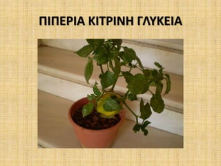 Δέντρα φυτά και βότανα στην αυλή του σχολείου μας | PPT